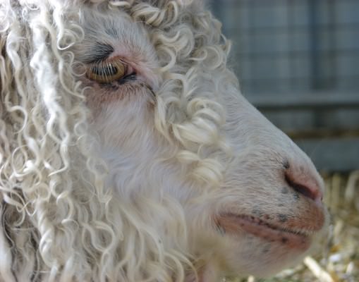 Signs Of Barber Pole Worms In Sheep and Goats - Hobby Farms