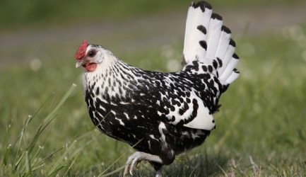 What Chickens Lay White Eggs: 8 Breeds to Know - Hobby Farms