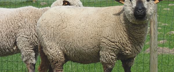 Breeds - Page 25 of 37 - Hobby Farms