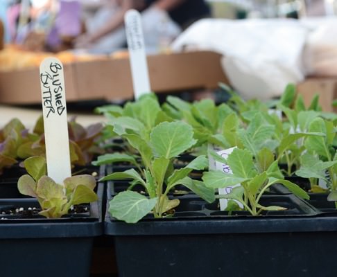 Market Opportunity: Sell Seedlings At The Farmers Market - Hobby Farms