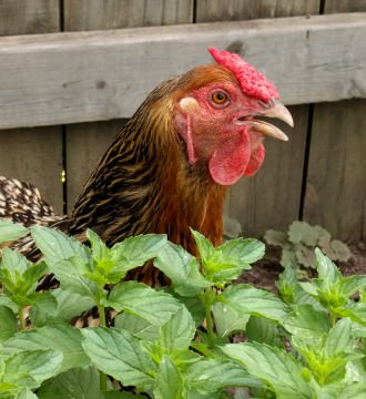 Your Easy-To-Follow Guide To Chicken Chores - Hobby Farms