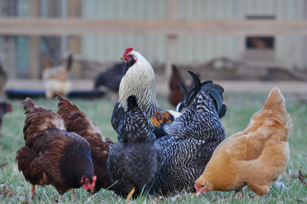 What You Need To Know About Marek’s Disease - Hobby Farms