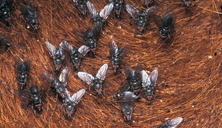 5 Flies Bothering Your Goats—And How To Stop Their Bites - Hobby Farms