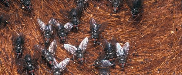 5 Flies Bothering Your Goats—And How To Stop Their Bites - Hobby Farms