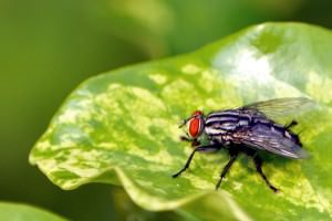 5 Flies Bothering Your Goats—And How To Stop Their Bites - Hobby Farms