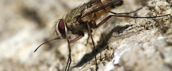5 Flies Bothering Your Goats—And How To Stop Their Bites - Hobby Farms