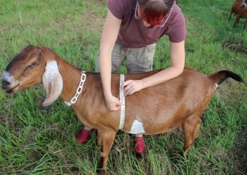 Goat Health How-To: Making & Administering Copper Boluses - Hobby Farms