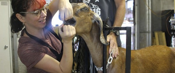 Goat Health How-To: Making & Administering Copper Boluses - Hobby Farms