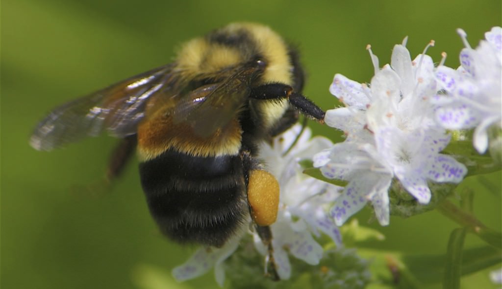 Rusty Patched Bumblebee May Join Endangered Species List