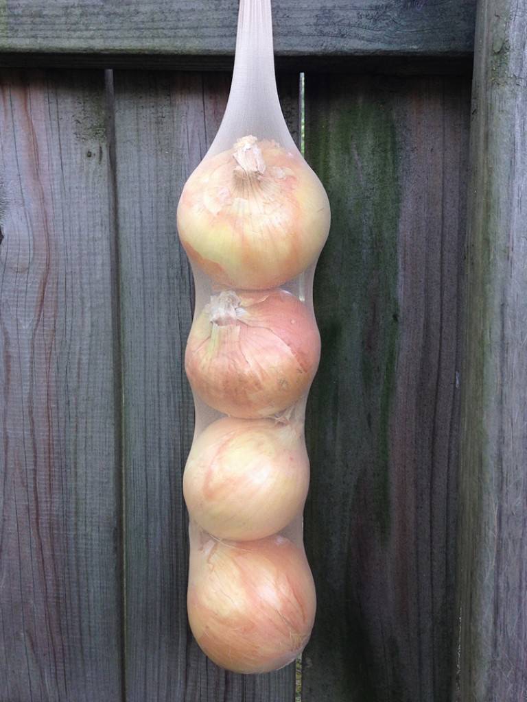 6 Garden Hacks That Reuse Nylon Stockings - Hobby Farms