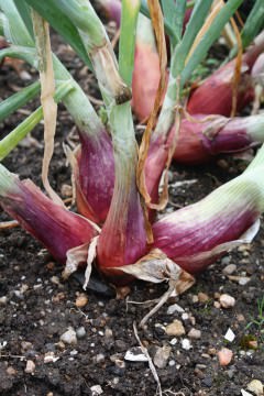 How To Grow Shallots - Hobby Farms