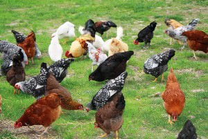 And That’s What They Call “Chicken Math” - Hobby Farms