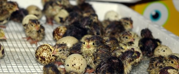 Quail Raising Tips for Successful Quail Farming - Hobby Farms