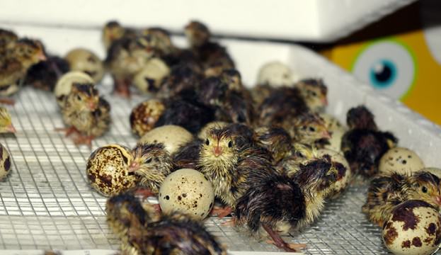 Quail Raising Tips for Successful Quail Farming - Hobby Farms