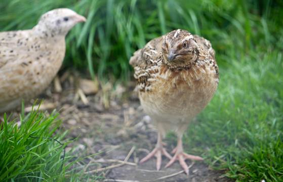 Quail Raising Tips for Successful Quail Farming - Hobby Farms
