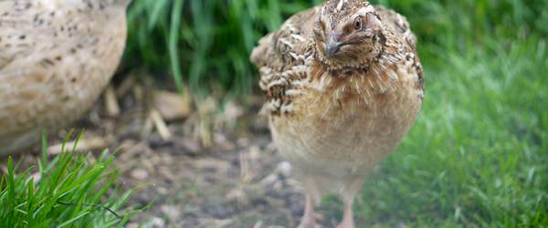 Quail Raising Tips for Successful Quail Farming - Hobby Farms