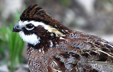Quail Raising Tips for Successful Quail Farming - Hobby Farms