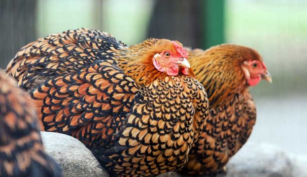 The Honest Truth About 5 Popular Chicken Breeds (Pt. 1) - Hobby Farms