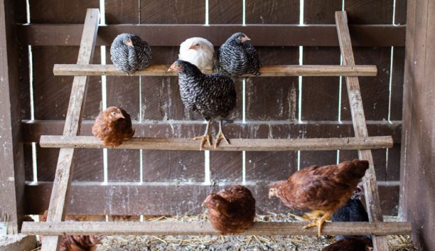 Ana Hotaling, Author at Hobby Farms